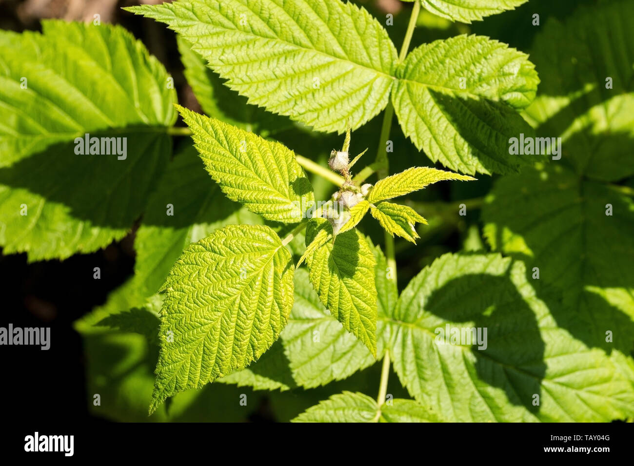 New spring leaf growth and buds on a raspberry plant growing in a ...