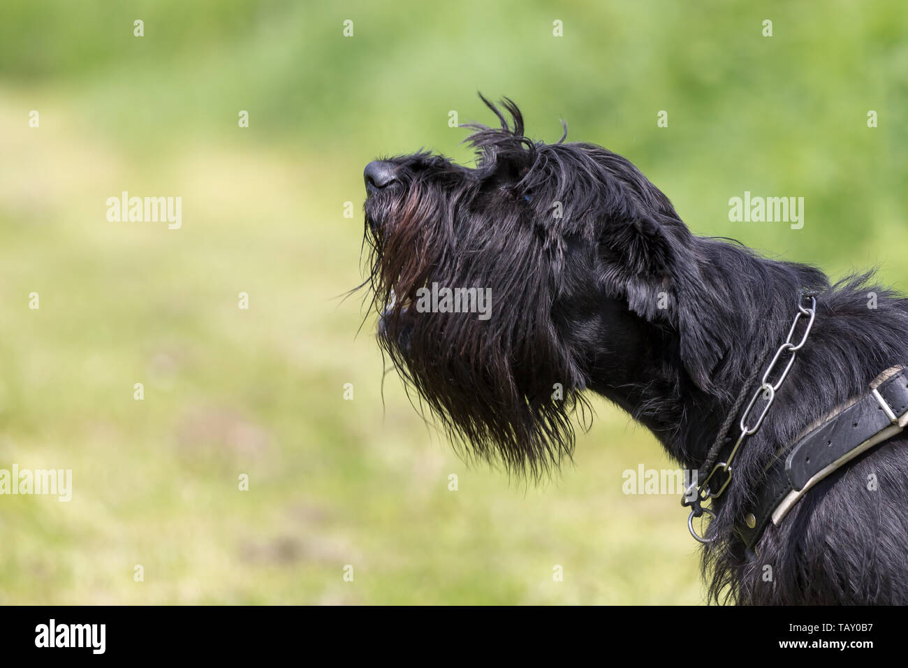 Side view of the barking black schnauzer dog on the leash. There is a ...