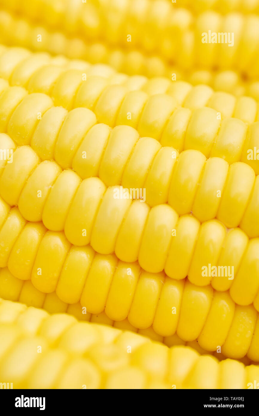 Ear of corn macro hi-res stock photography and images - Alamy