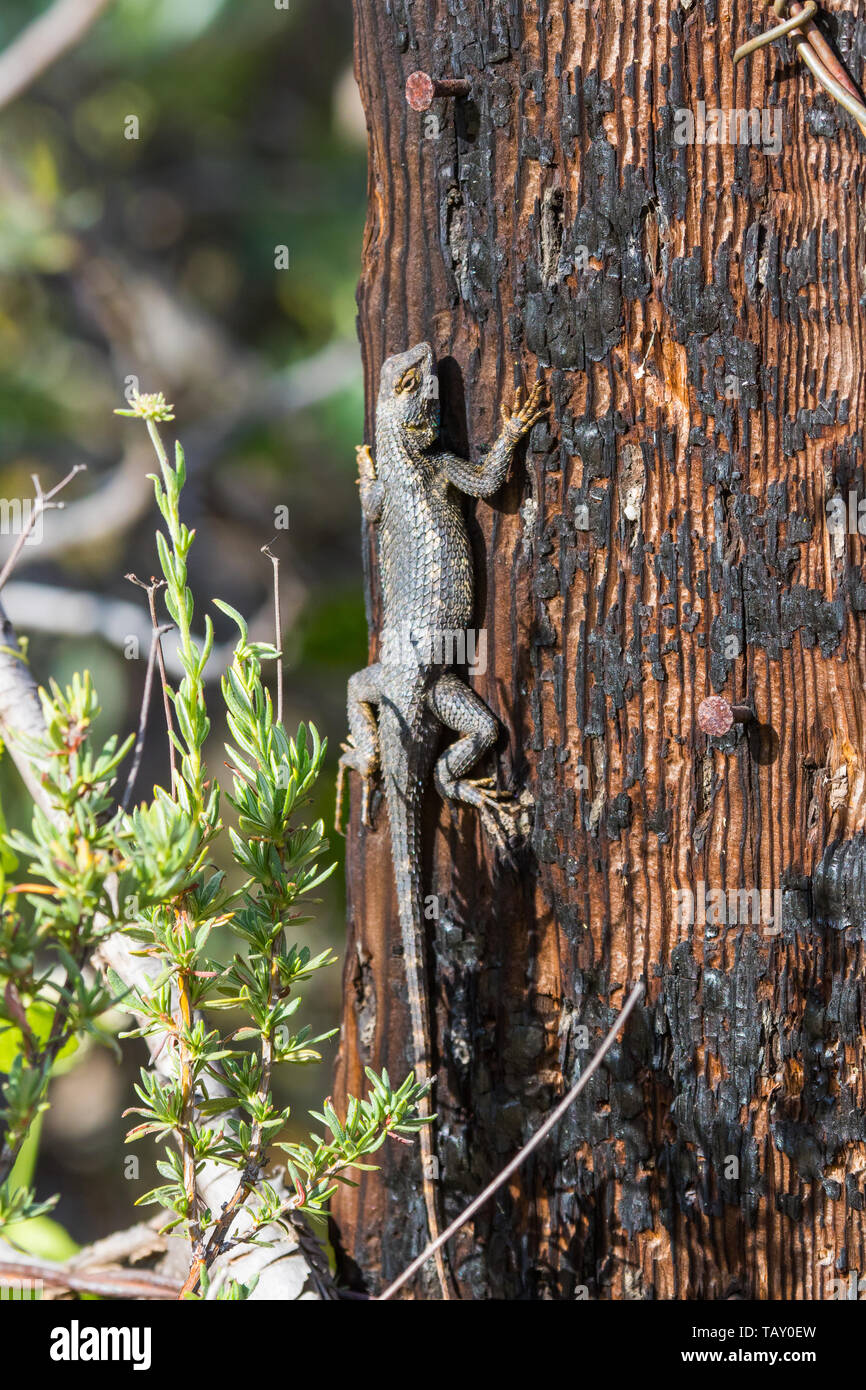 Western Fence Lizard (Sceloporus occidentalis) sunning its self in the ...