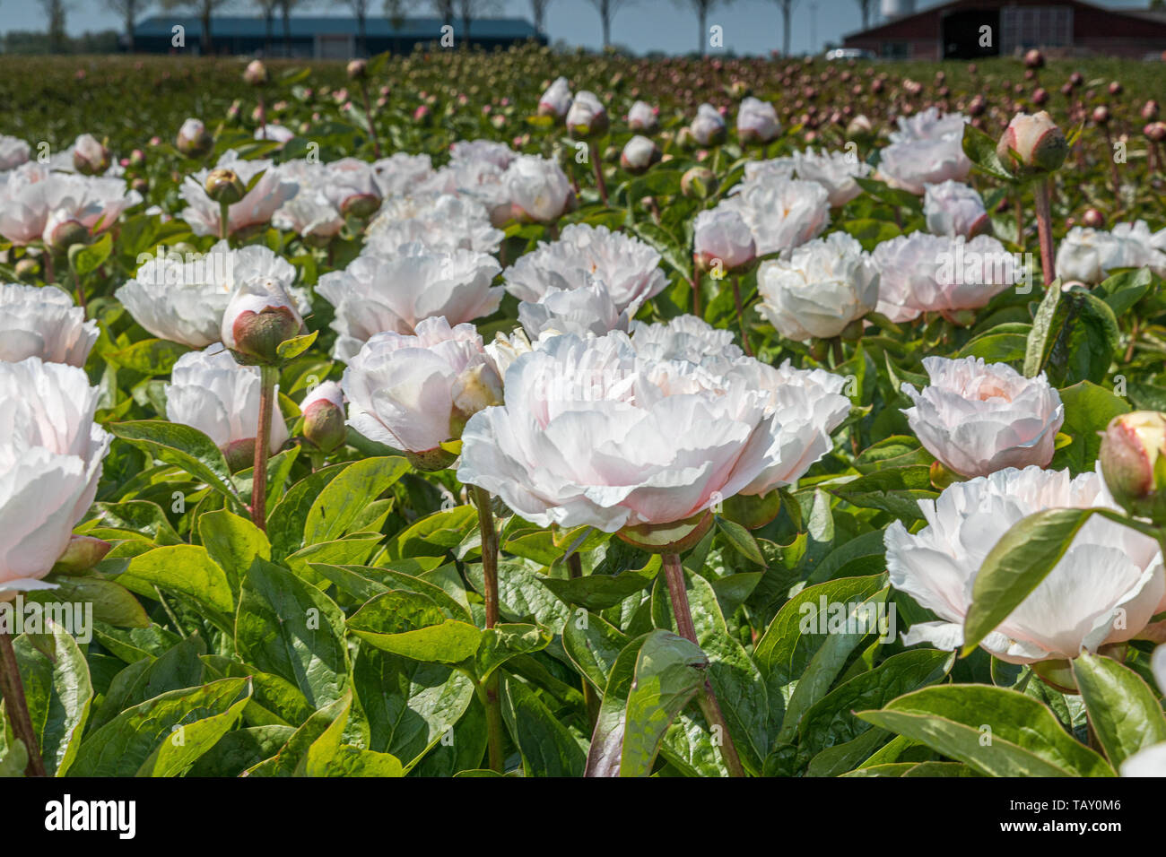 Nursery of peonies hi-res stock photography and images - Alamy