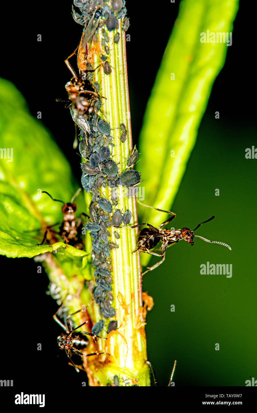 Black lice and ants in a colony on a the docks and sorrels Stock Photo ...