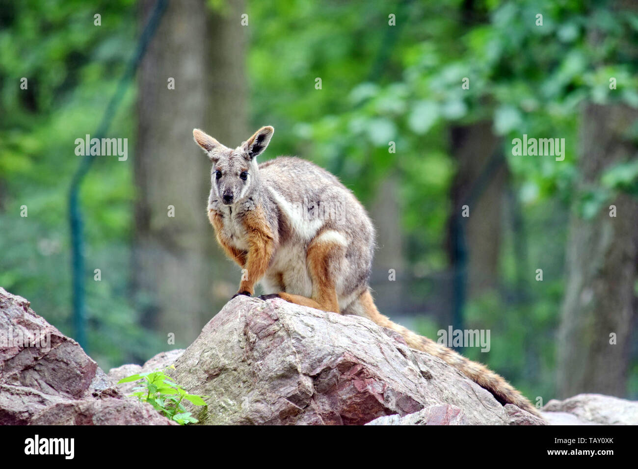 Kangaroo Petrogale Xanthopus Sitting on Rock and Looking Stock Photo ...