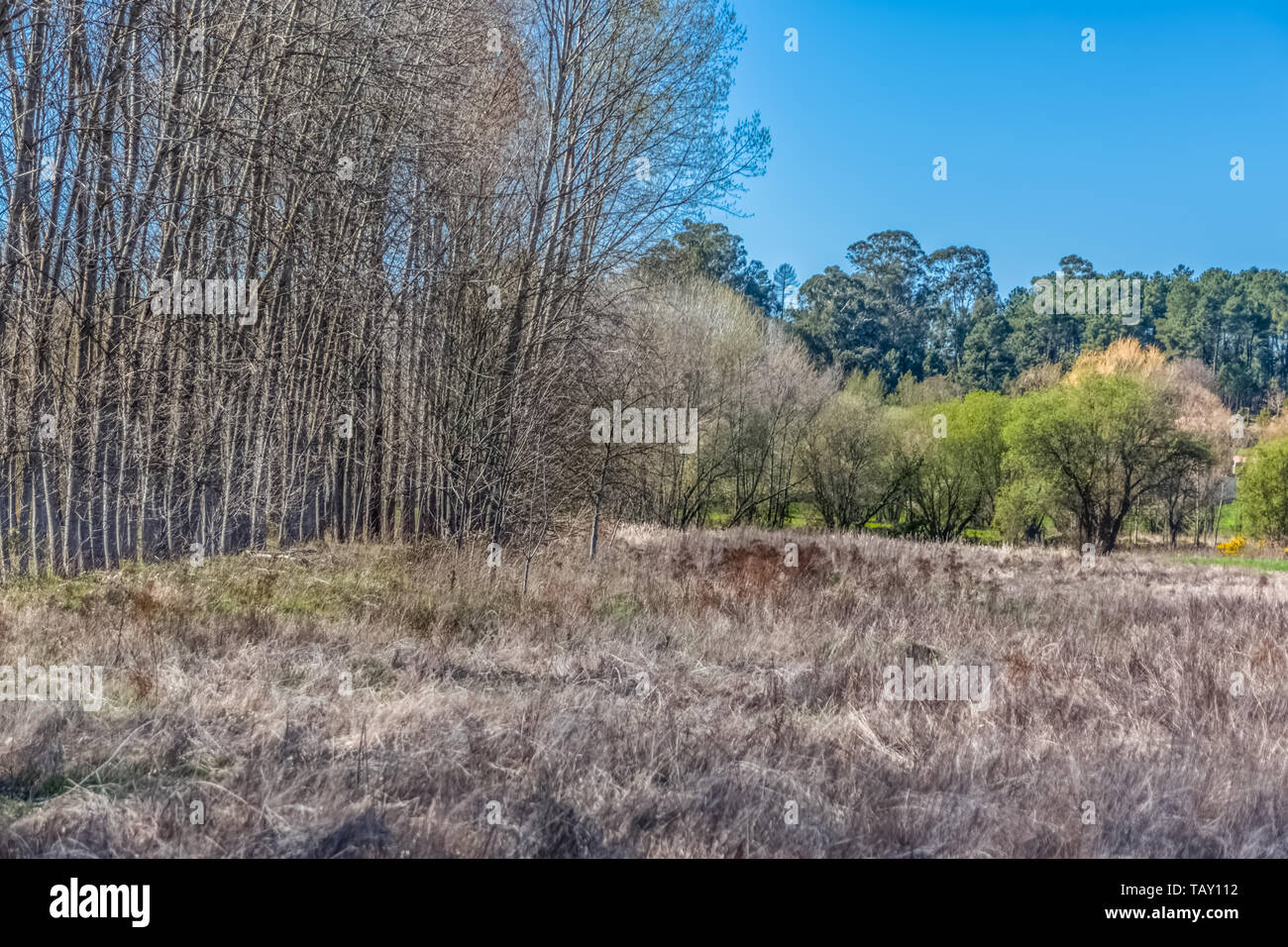 Detailed view of the parallel trees, grassland and forest as background ...