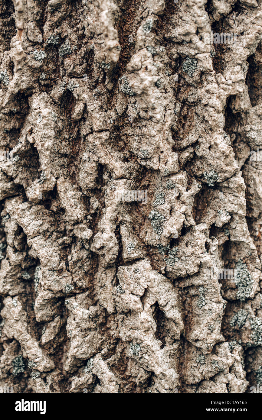 Closeup macro detail of old aged beautiful oak maple tree bark barque ...