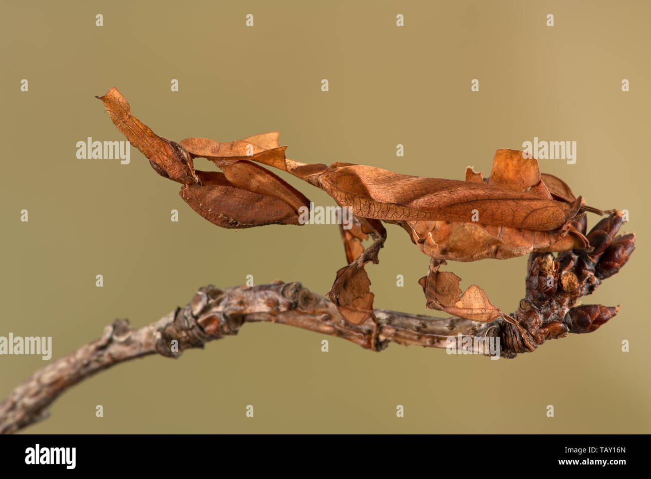 Ghost Mantis (Phyllocrania paradoxa) showing leaf like camouflage Stock ...