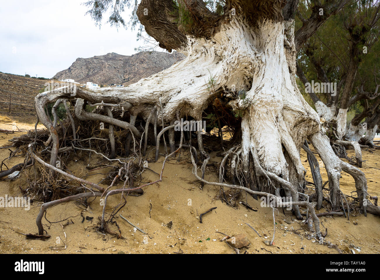 Tamarisk tree hi-res stock photography and images - Alamy