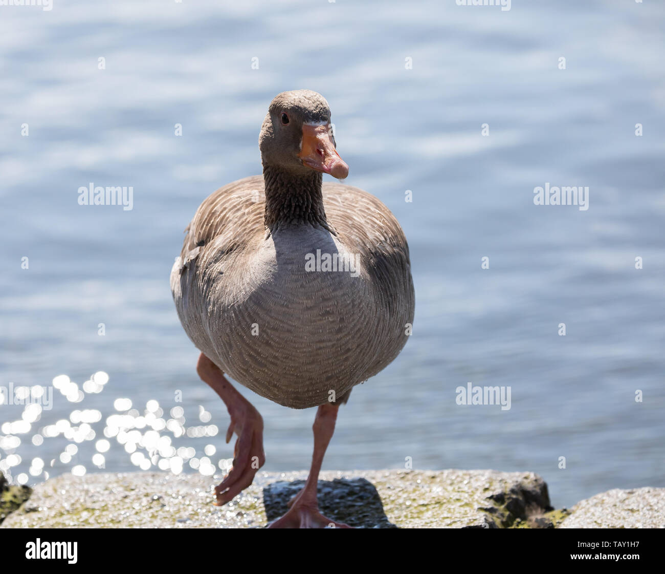 Midnight in the land of birds hi-res stock photography and images - Alamy