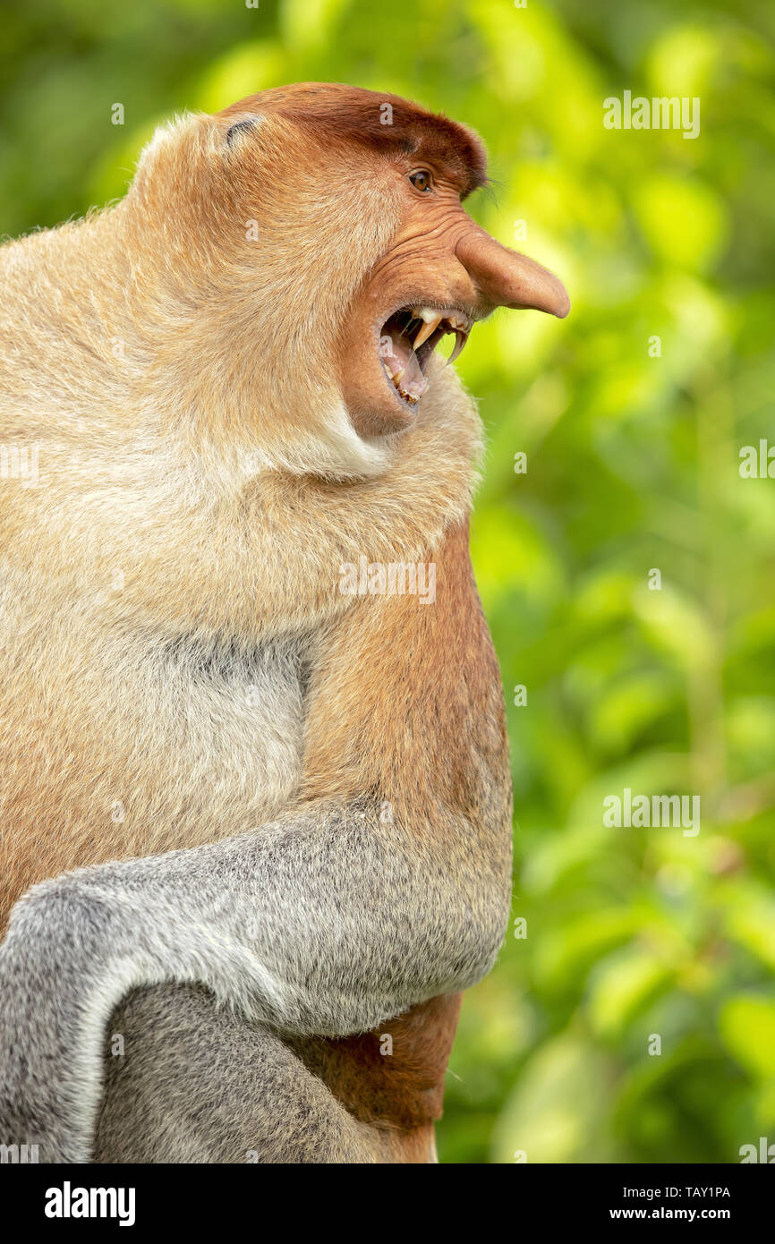 Proboscis monkey (Nasalis larvatus) or long-nosed monkey, known as the ...