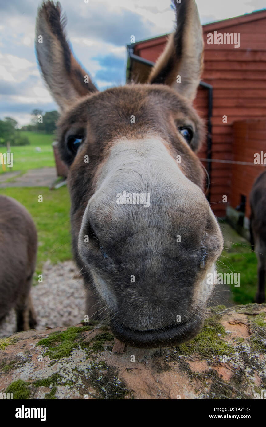 Happy donkey looking over a wall Stock Photo - Alamy