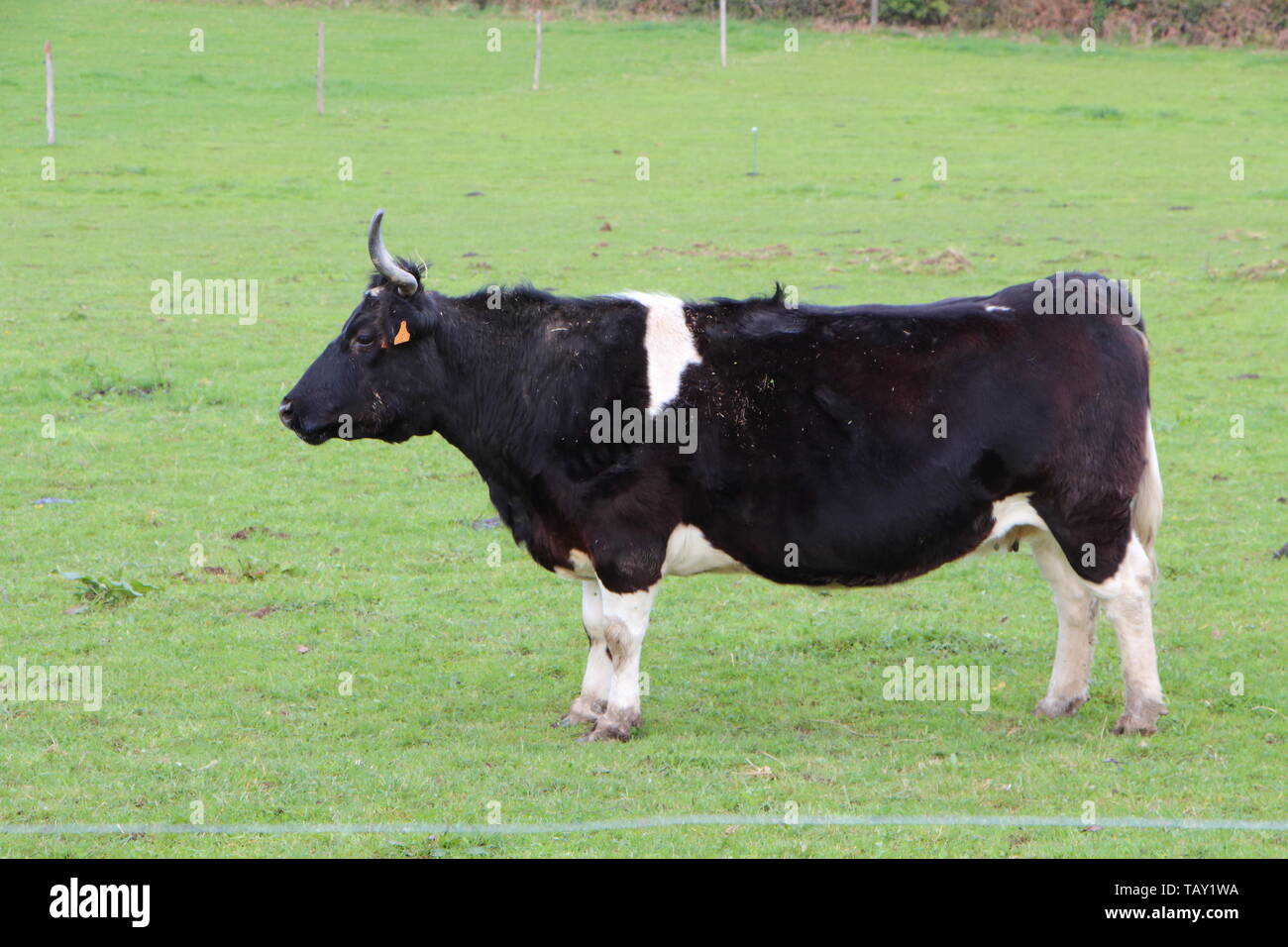 Cow Pie High Resolution Stock Photography and Images - Alamy