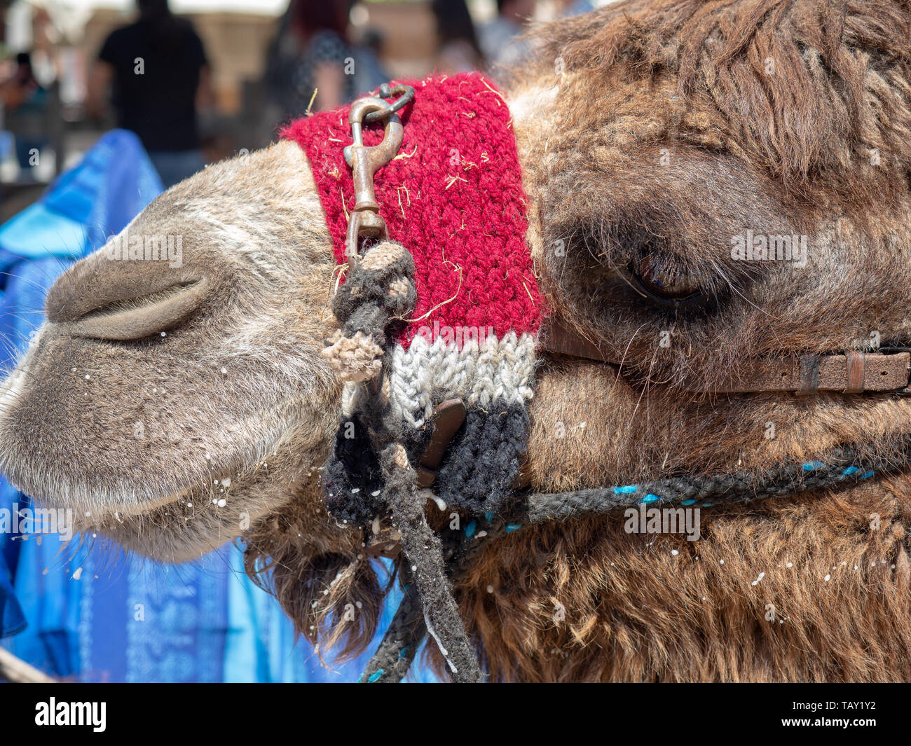 Camel Front Face High Resolution Stock Photography and Images - Alamy