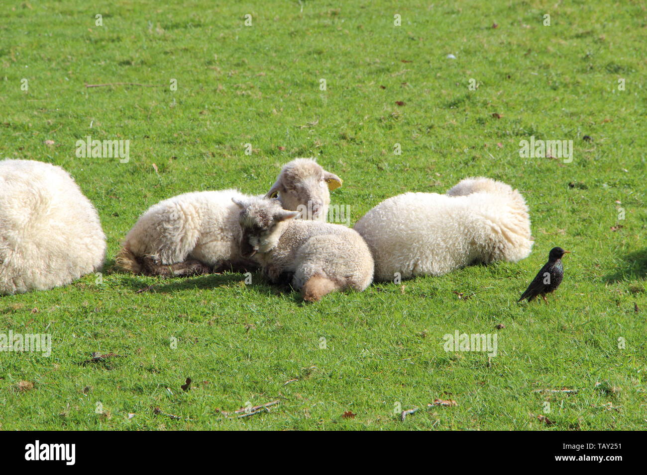 Sheep lamb lying on grass hi-res stock photography and images - Alamy