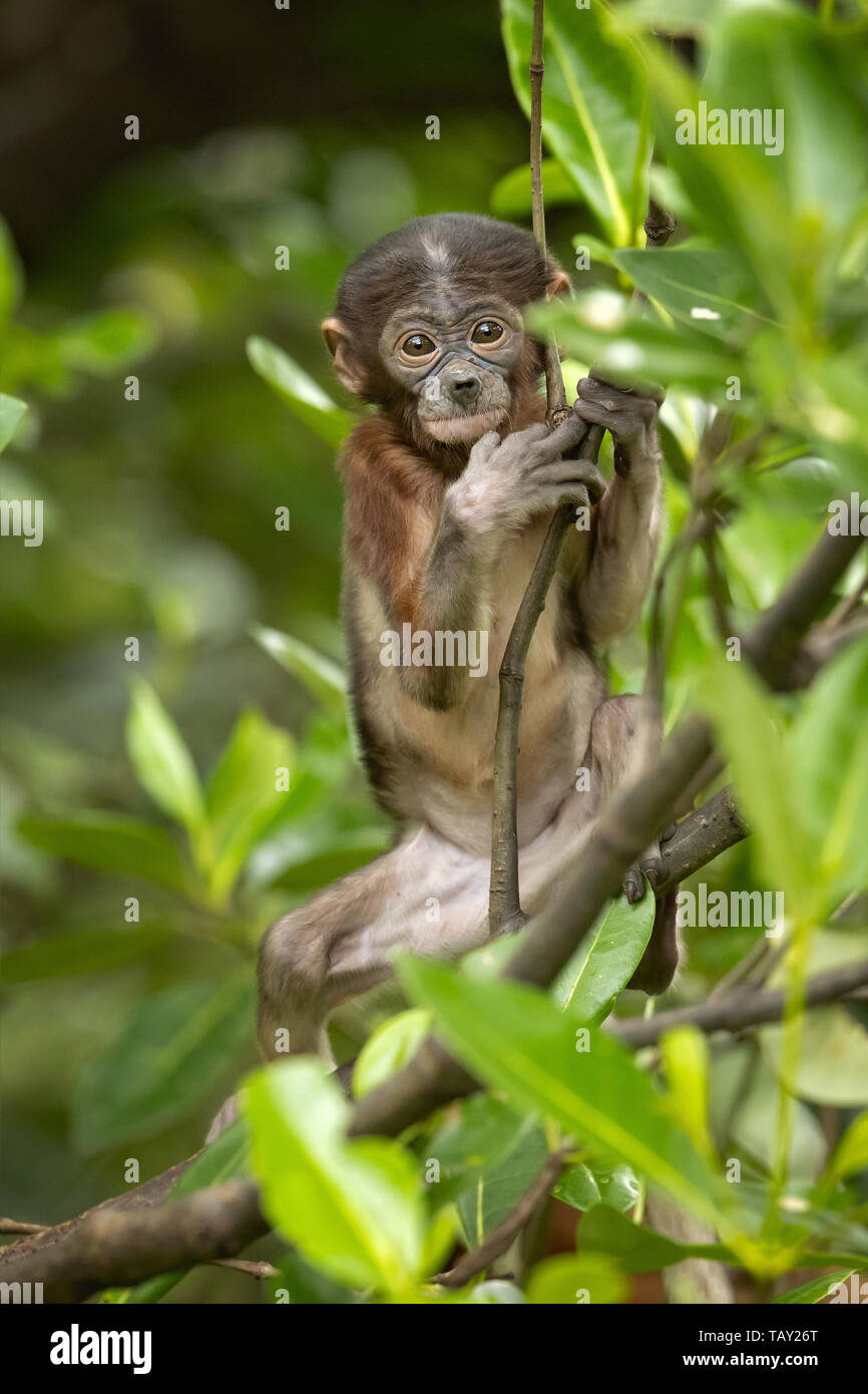 Proboscis monkey (Nasalis larvatus) or long-nosed monkey, known as the ...