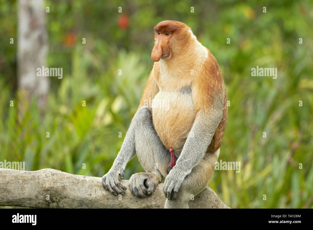 Proboscis monkey (Nasalis larvatus) or long-nosed monkey, known as the ...
