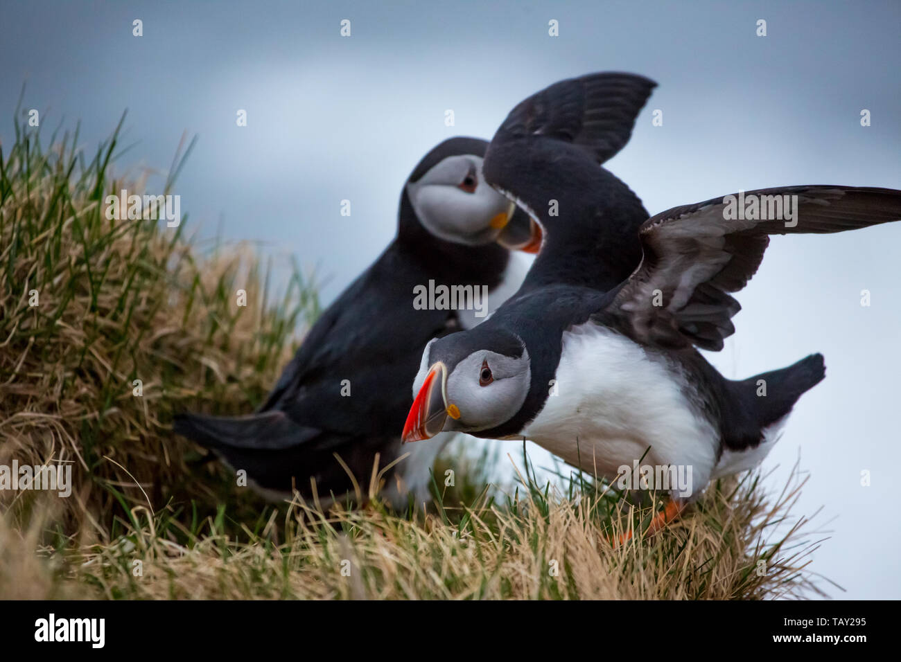Puffin couple on a ledge in Iceland, before breeding time Stock Photo ...
