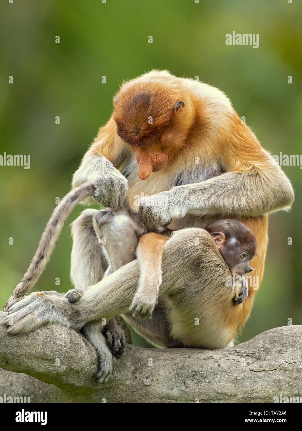 Proboscis monkey (Nasalis larvatus) or long-nosed monkey, known as the ...