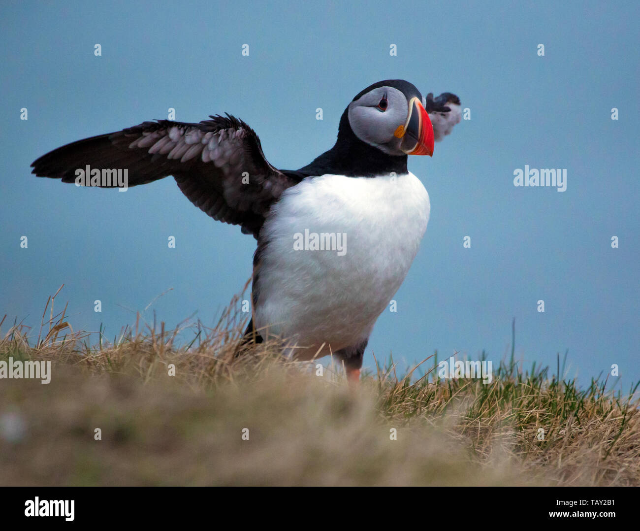 Wing-beating puffin on rocky outcrop in Iceland, before breeding season ...