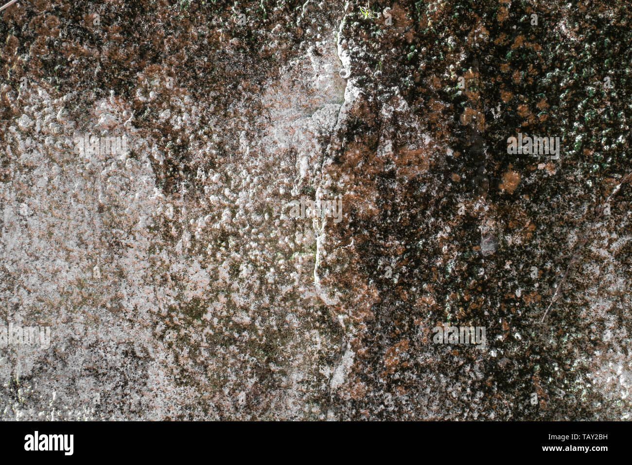 Old wall with mold, musk and peeling. Pathologies of the construction ...