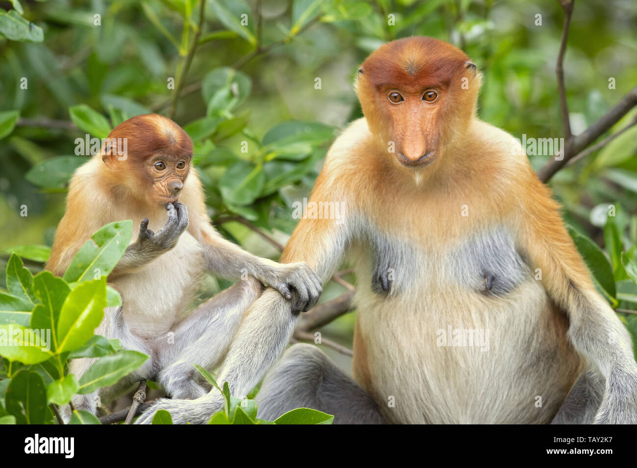 Proboscis monkey (Nasalis larvatus) or long-nosed monkey, known as the bekantan in Indonesia ...