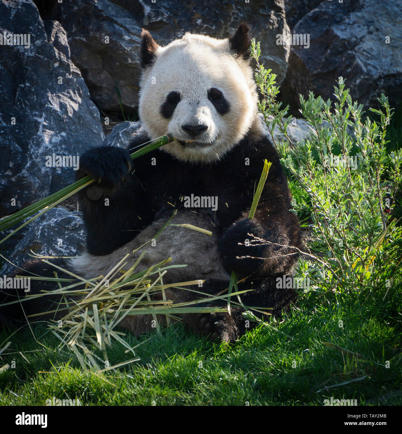 Giant panda zoo north america hi-res stock photography and images - Alamy