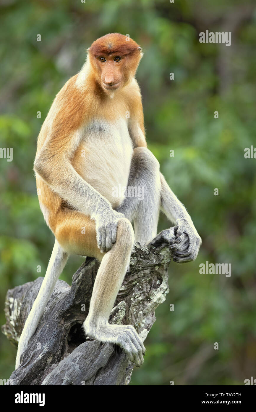 Proboscis monkey (Nasalis larvatus) or long-nosed monkey, known as the ...