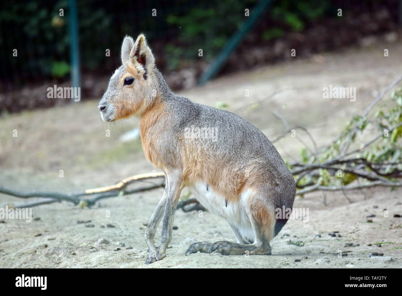 Dolichotis Patagonum Exotic Hare Sitting on Ground Stock Photo - Alamy