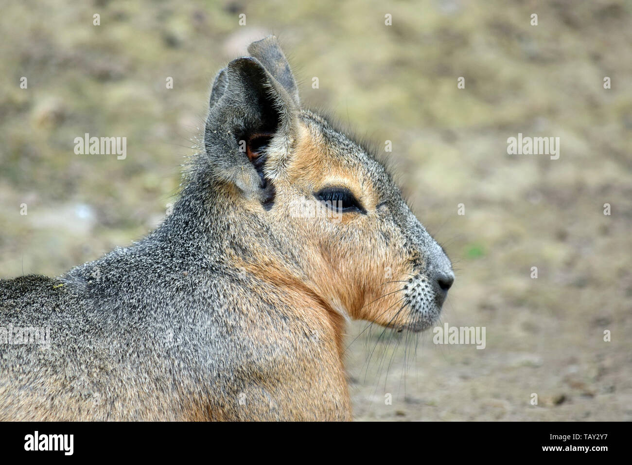 Exotic Hare Dolichotis Patagonum Closeup Lying on Ground Stock Photo ...