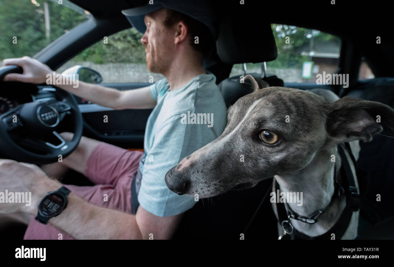 Man driving whilst his pet Whippet stands on the back seat Stock Photo ...