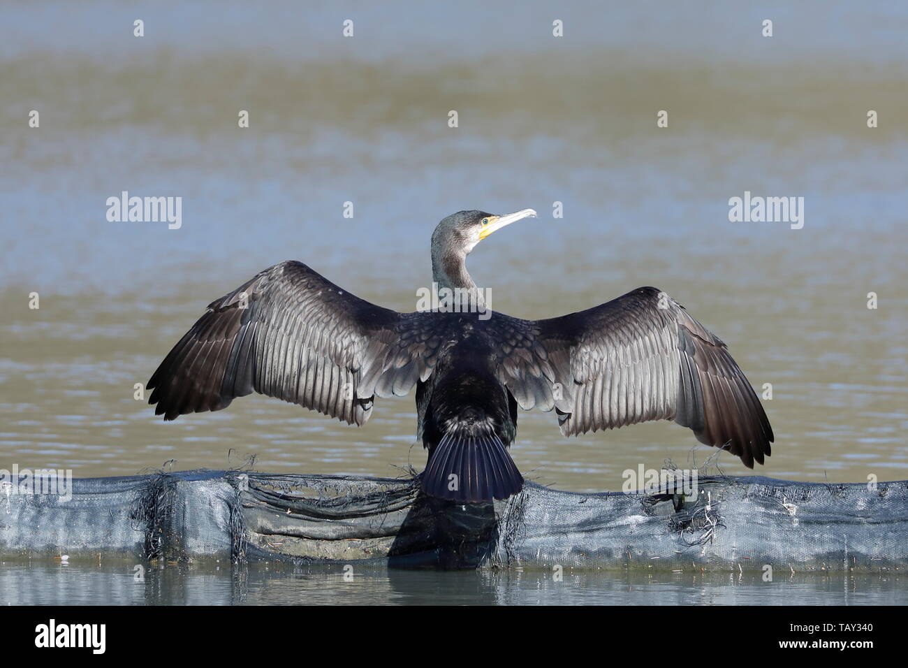 The great cormorant, known as the great black cormorant across the ...