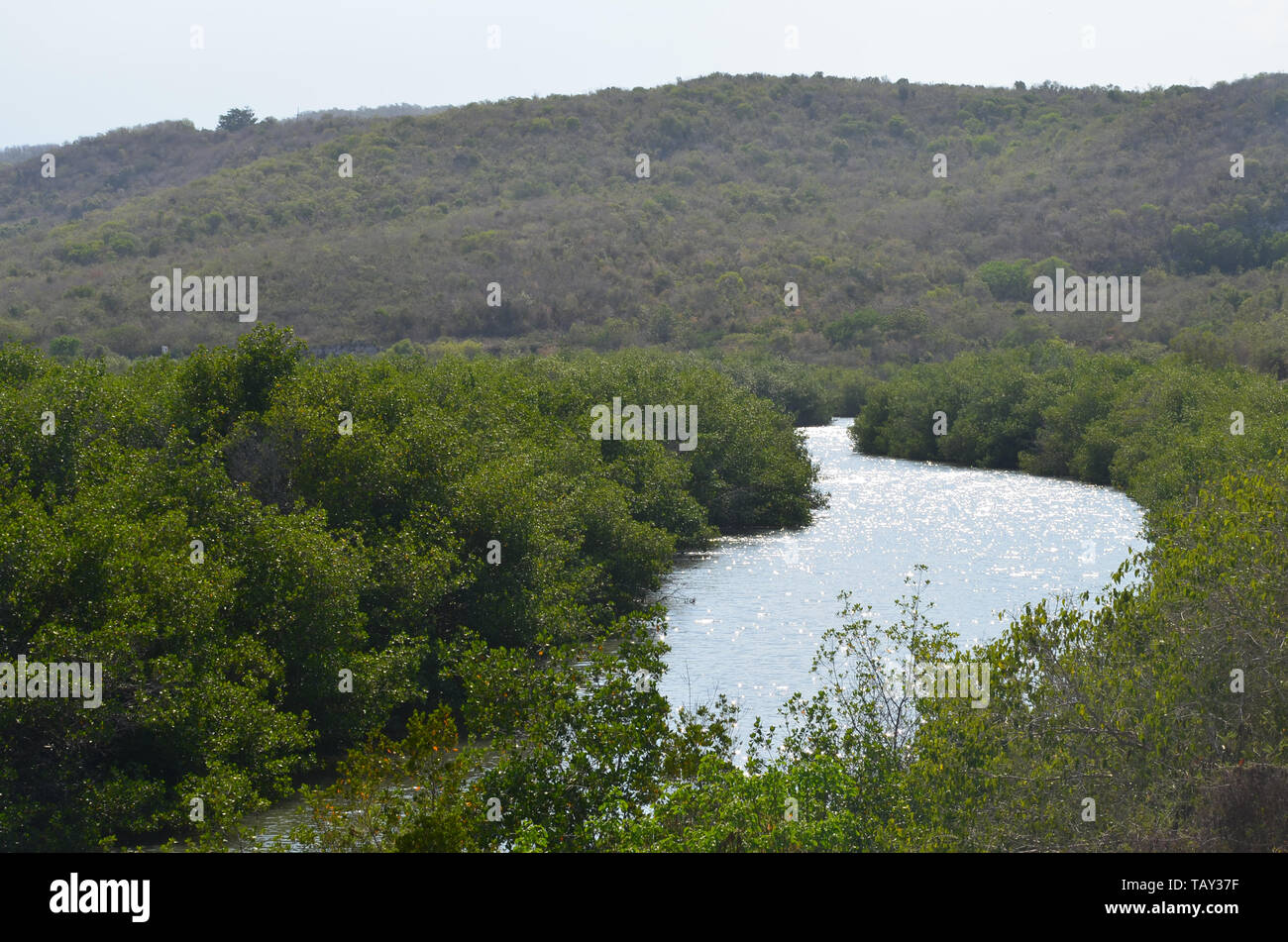 Mangroves in Gibara Bay, southern Cuba Stock Photo - Alamy