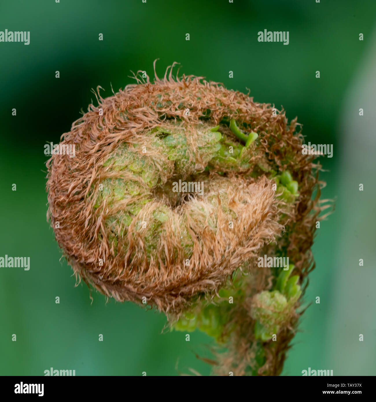 Fern frond unfurling hi-res stock photography and images - Alamy
