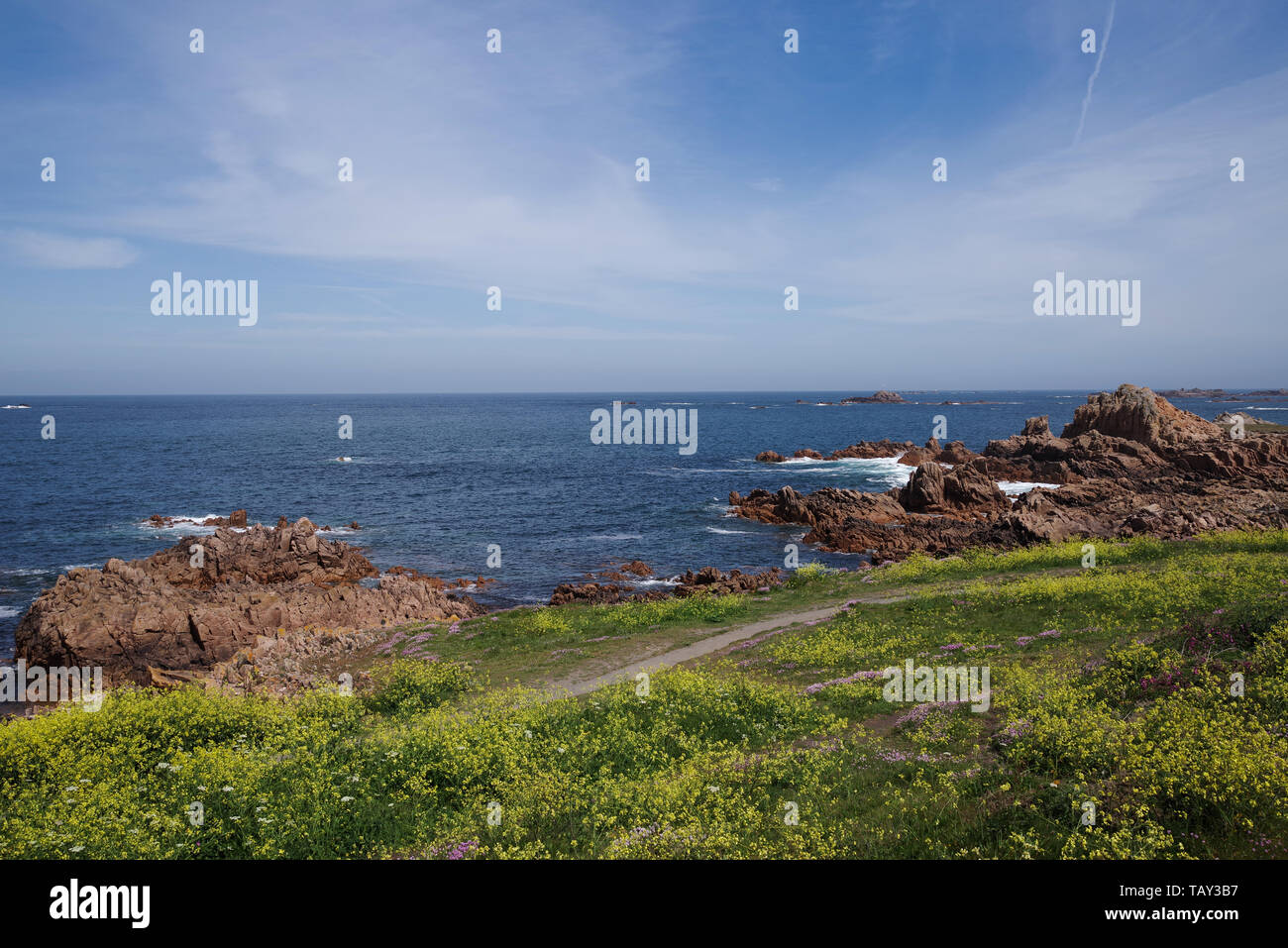 Bright wildflowers flowering along the northern shores of Guernsey ...