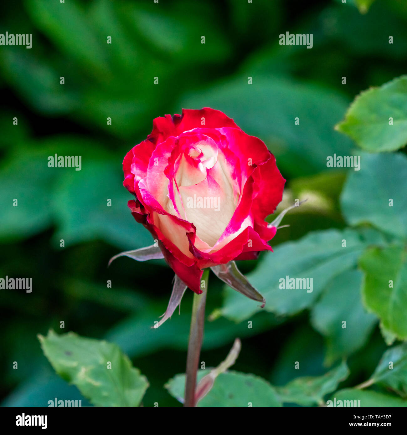 White ross hi-res stock photography and images - Alamy