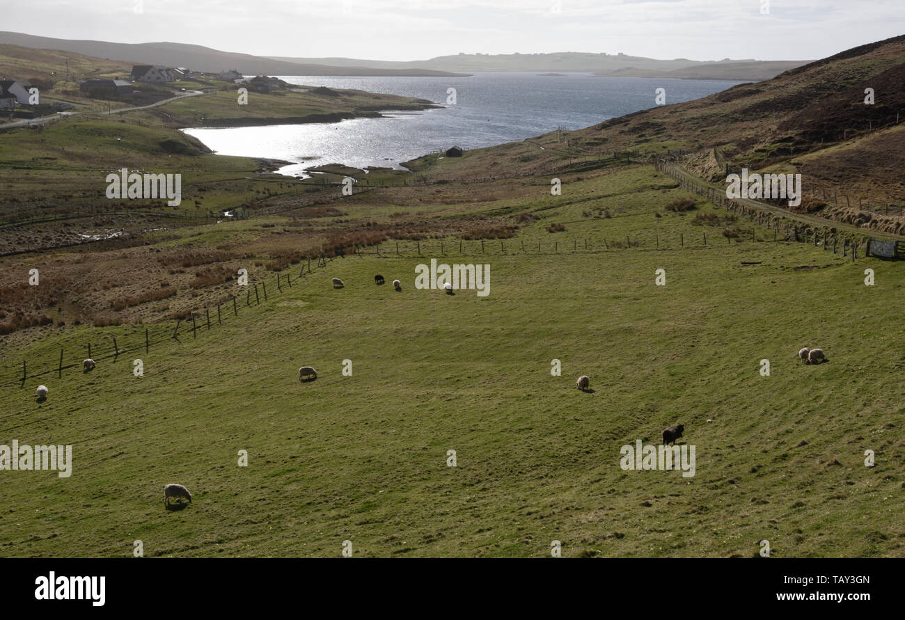 Rural shetland hi-res stock photography and images - Alamy