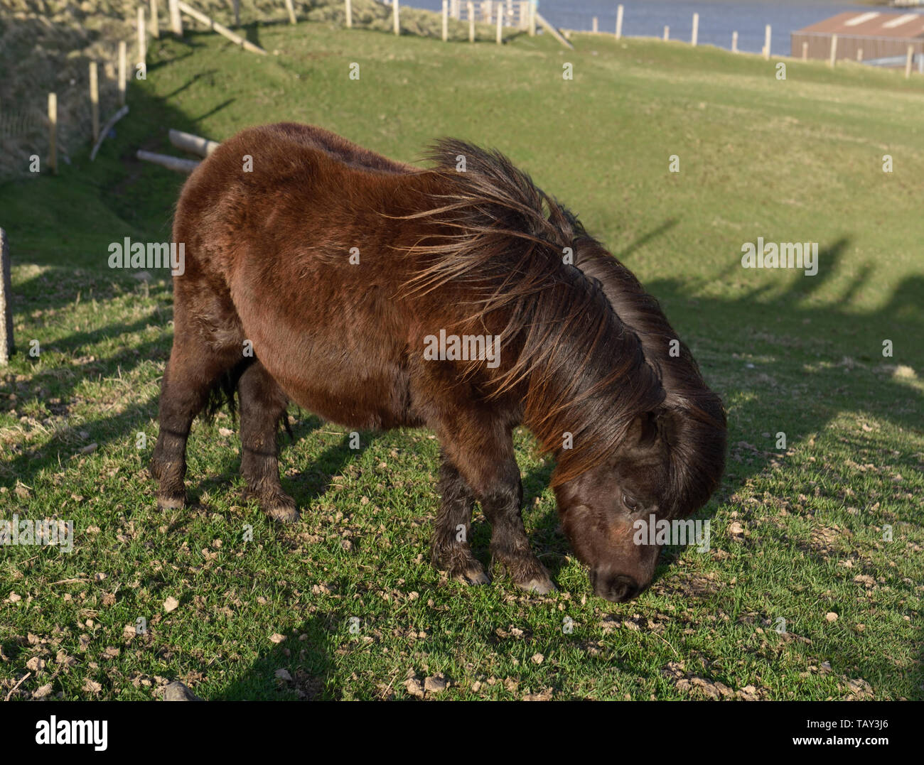 Burra shetland hi-res stock photography and images - Alamy