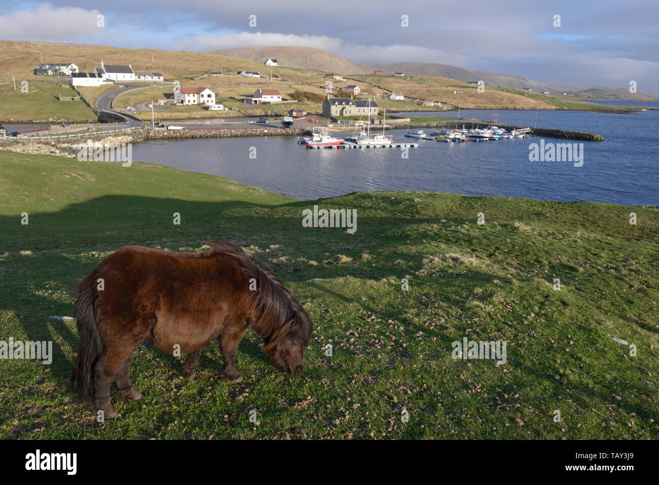 Burra shetland hi-res stock photography and images - Alamy