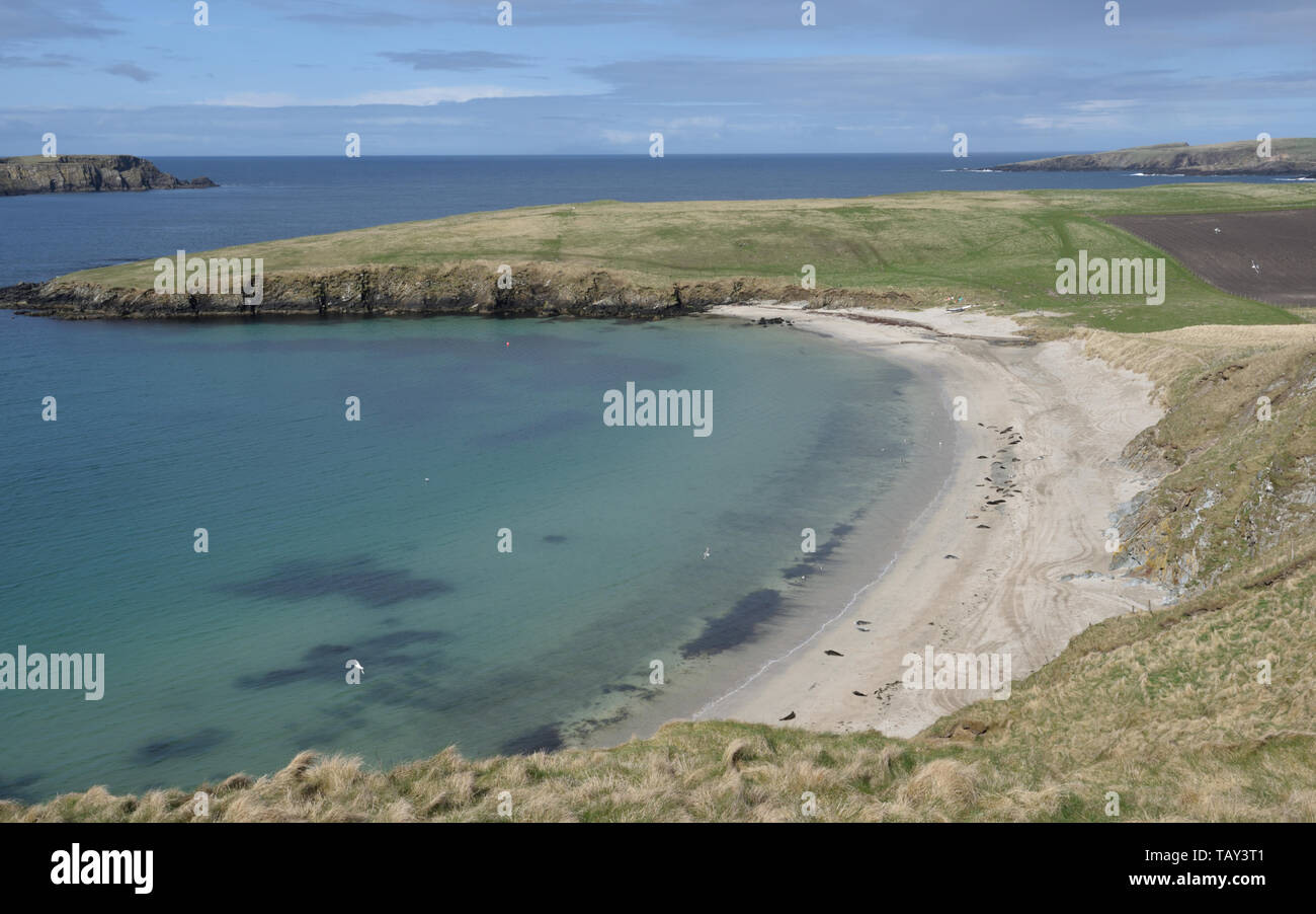 seals on Spiggie Beach, Shetland, Scotland, UK Stock Photo - Alamy