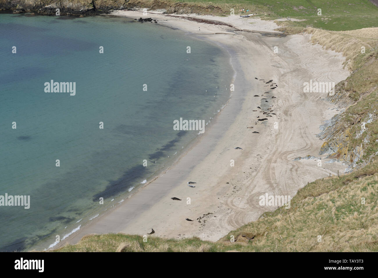 seals on Spiggie Beach, Shetland, Scotland, UK Stock Photo - Alamy