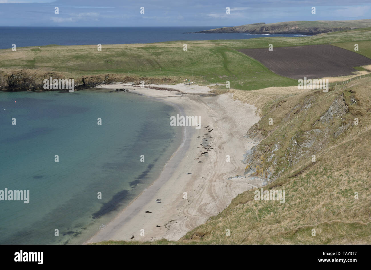 seals on Spiggie Beach, Shetland, Scotland, UK Stock Photo - Alamy