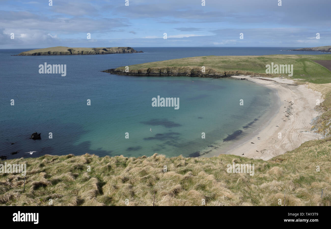 seals on Spiggie Beach, Shetland, Scotland, UK Stock Photo - Alamy