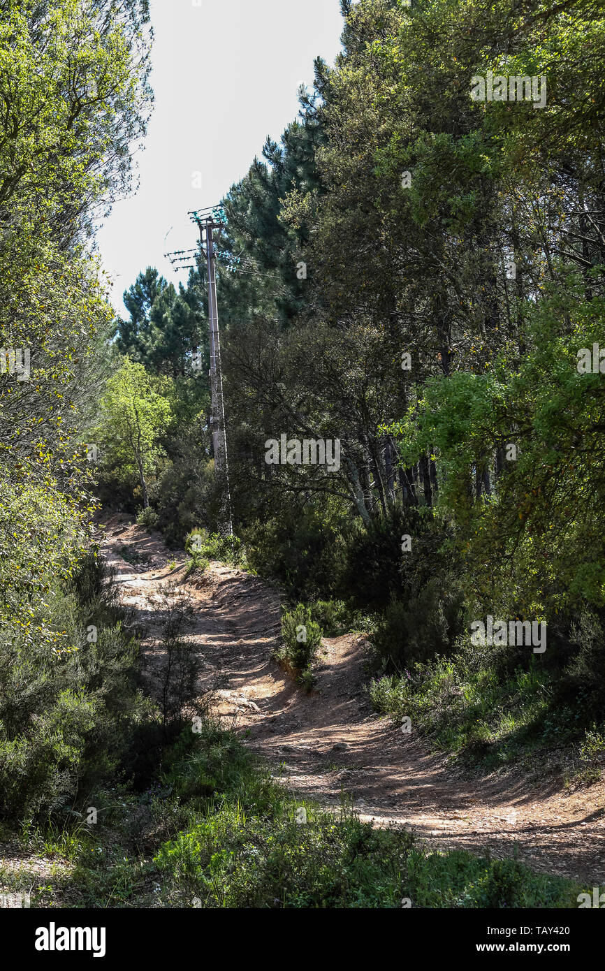 Nature photography - Spring wildflowers in the forest on the hillside ...