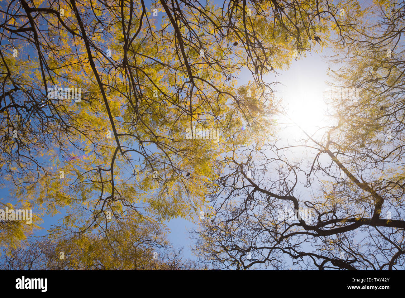 sunny tree sky background Stock Photo - Alamy