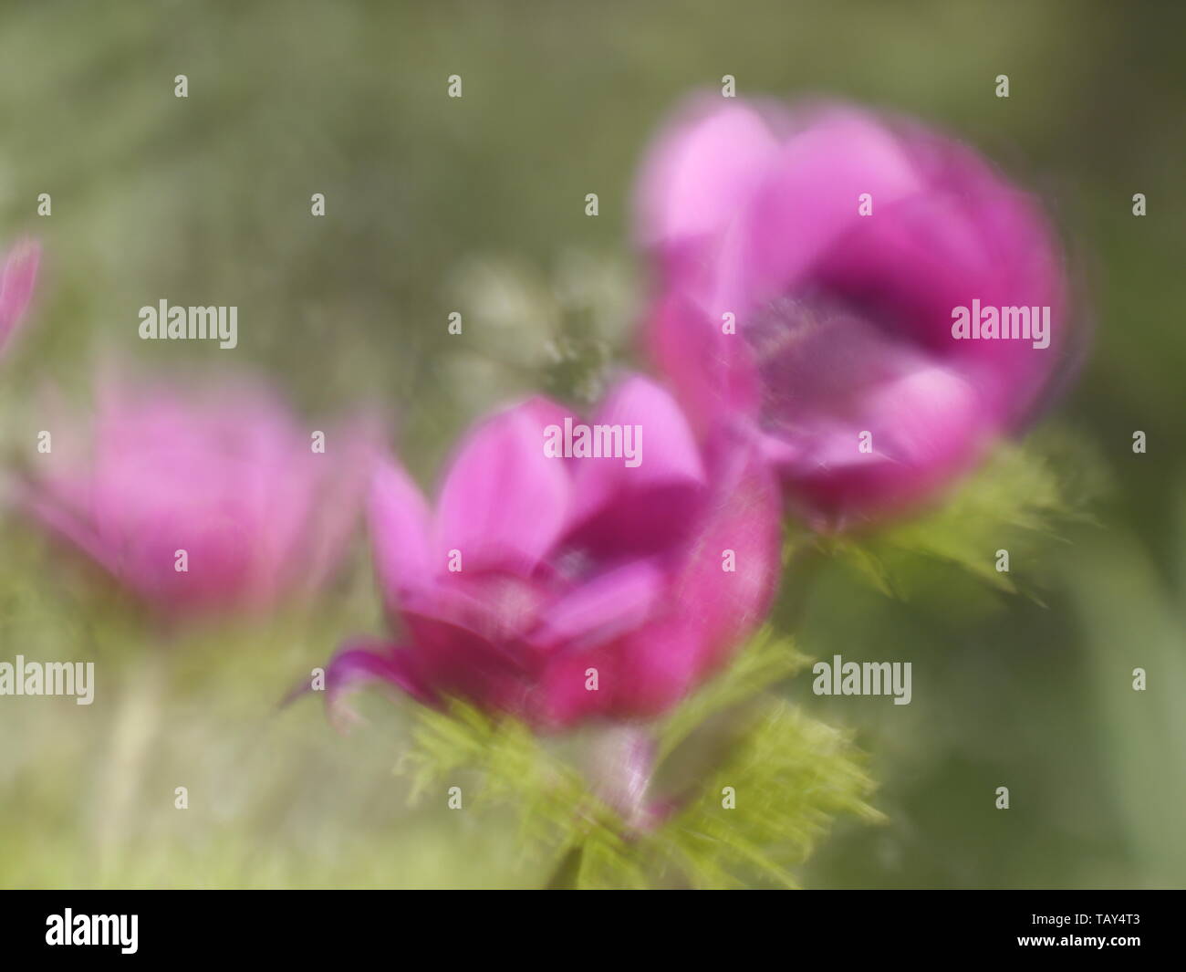 Edgy flowers hi-res stock photography and images - Alamy