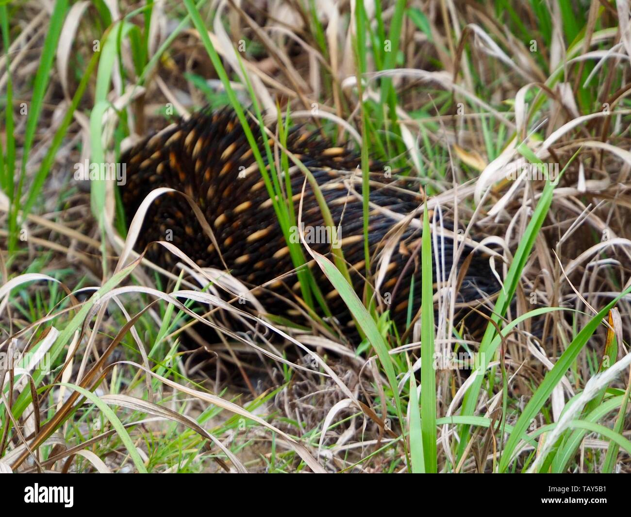 Eats termites hi-res stock photography and images - Alamy