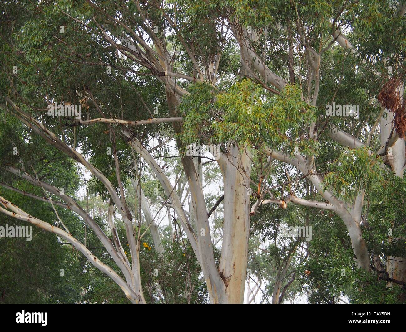 Australian Gum Trees High Resolution Stock Photography and Images - Alamy