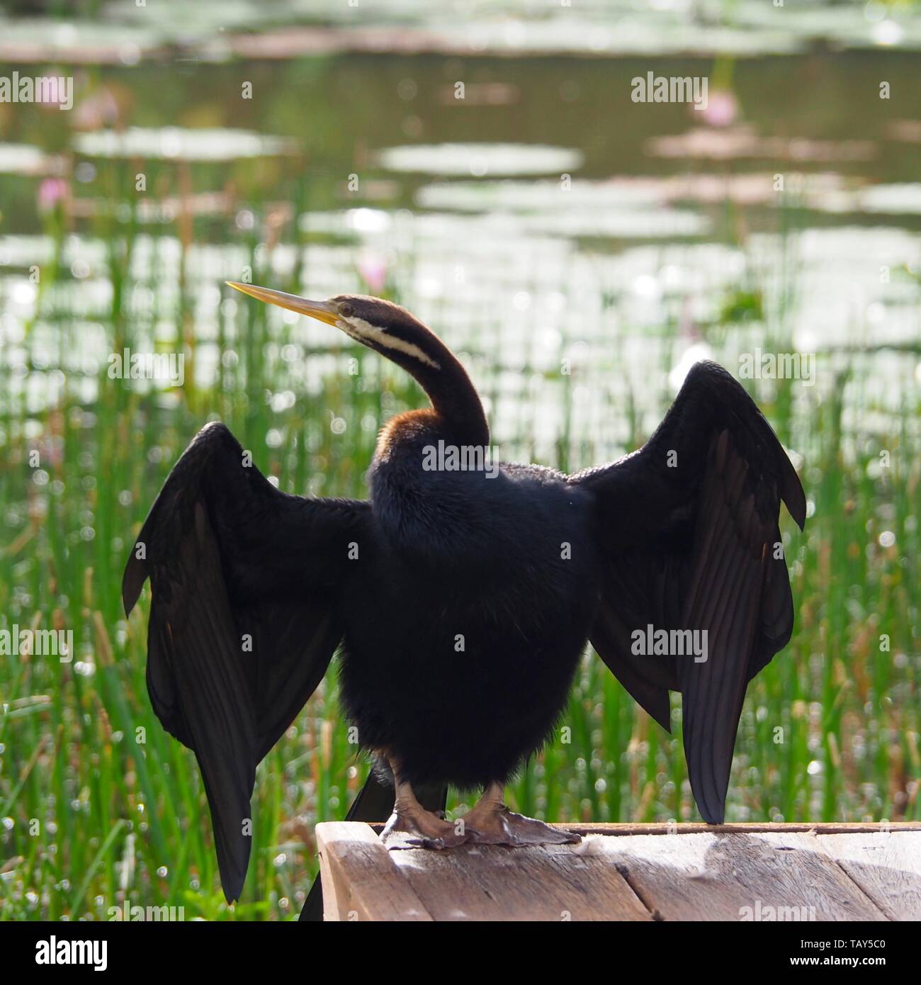 Sun worshiper hi-res stock photography and images - Alamy
