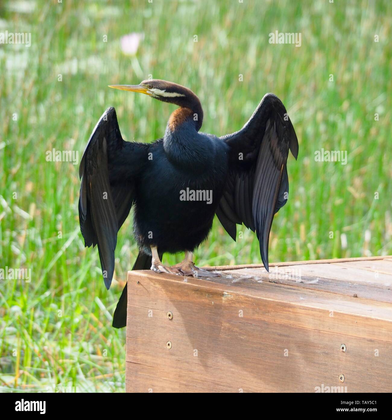 Twisting by the pool! Australasian Darter Bird with it's snake-like ...