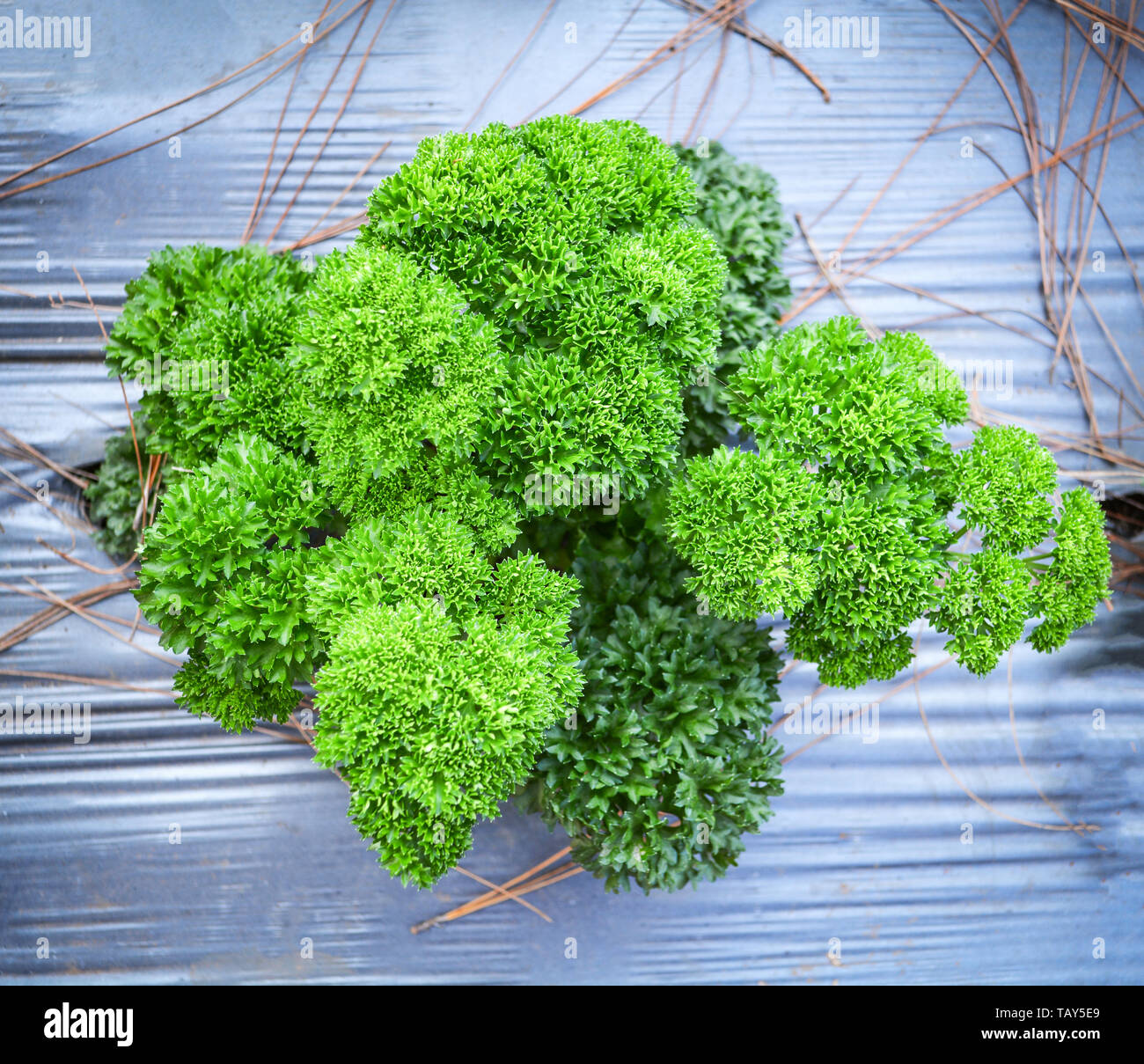 Curly parsley leaves hi-res stock photography and images - Alamy