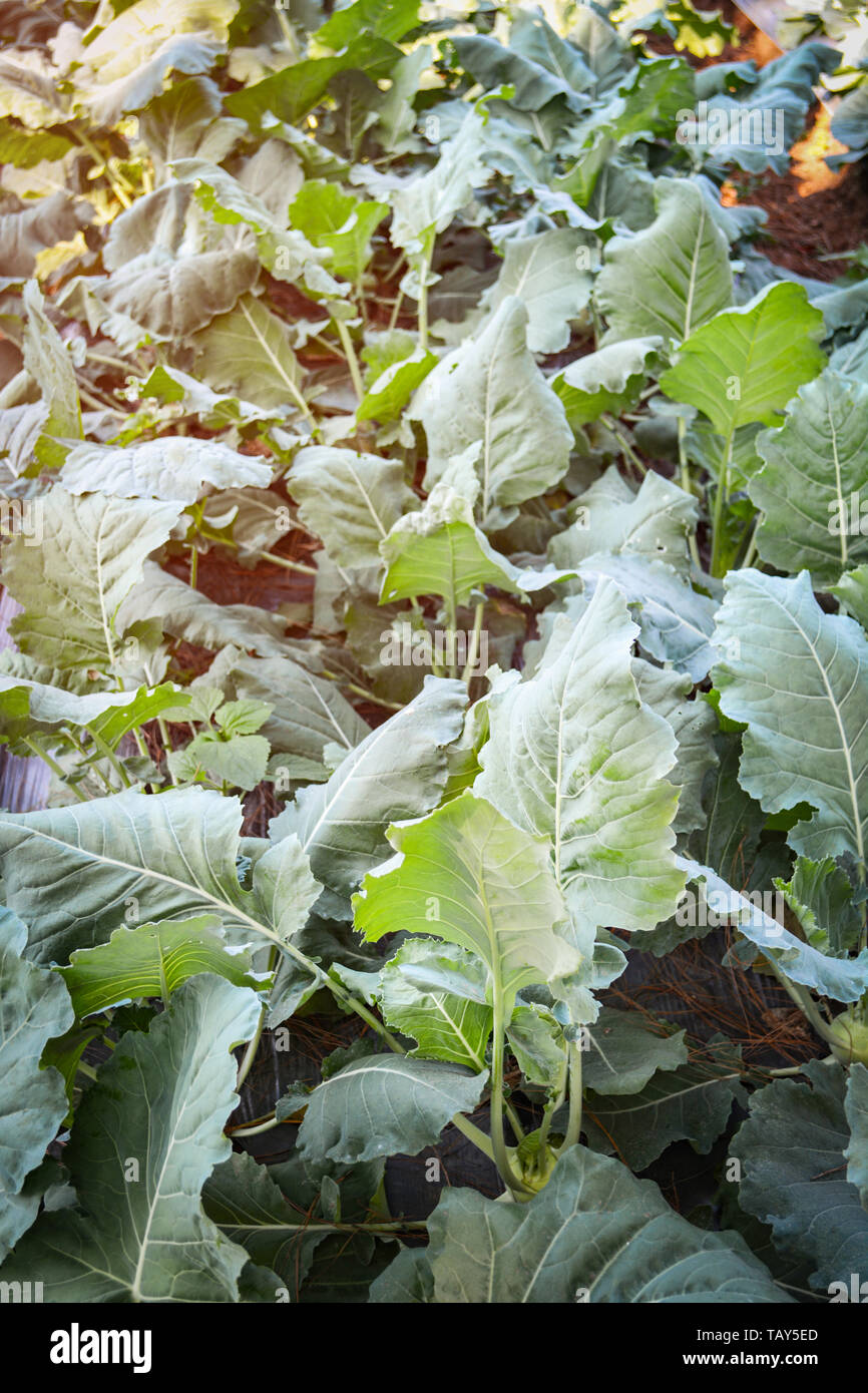 Green chinese kale field garden plantation vegetable in organic farm ...